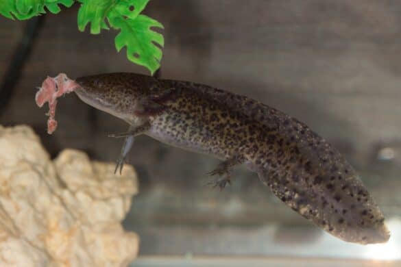 Black Axolotl: Species Profile, Care Guide & Pictures