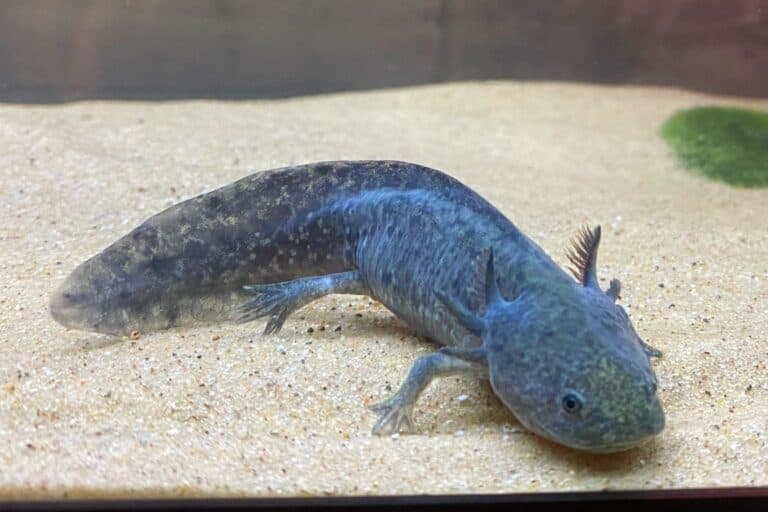 Black Axolotl: Species Profile, Care Guide & Pictures