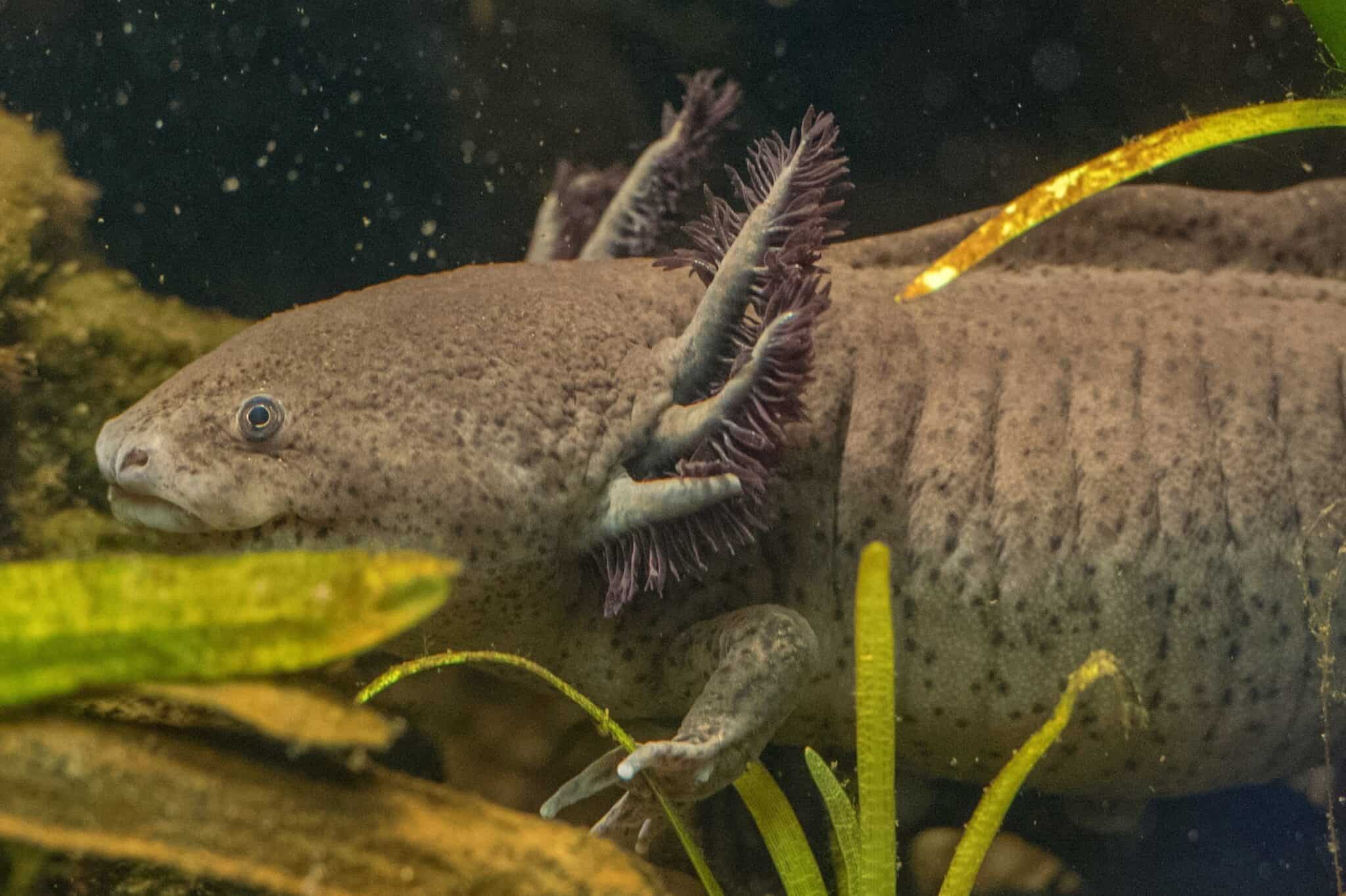 Black Axolotl: Species Profile, Care Guide & Pictures