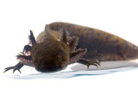 Black Axolotl: Species Profile, Care Guide & Pictures