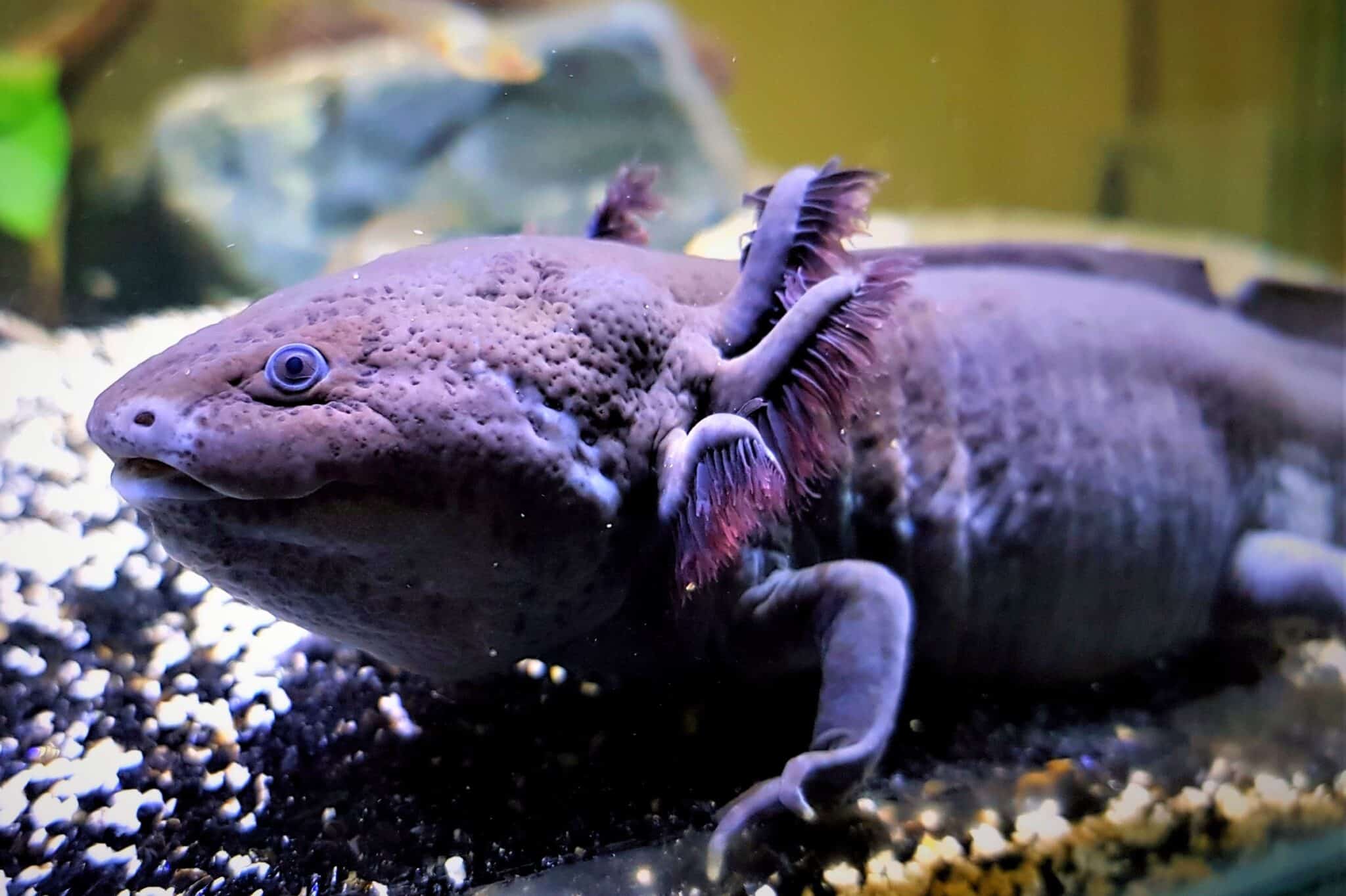 Black Axolotl Species Profile Care Guide Pictures black-axolotl-species-profile-care-guide-pictures