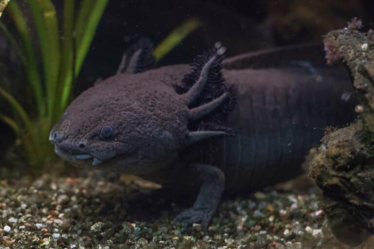Black Axolotl: Species Profile, Care Guide & Pictures