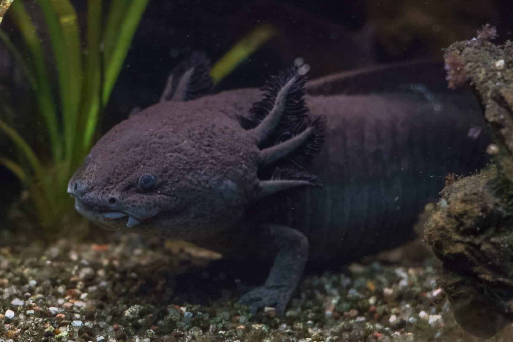 Black Axolotl: Species Profile, Care Guide & Pictures