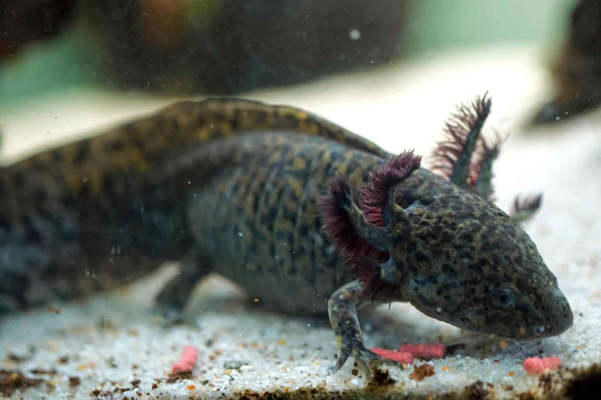 Black Axolotl Species Profile Care Guide Pictures black-axolotl-species-profile-care-guide-pictures