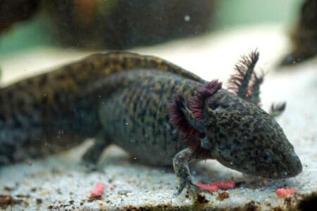 Black Axolotl: Species Profile, Care Guide & Pictures