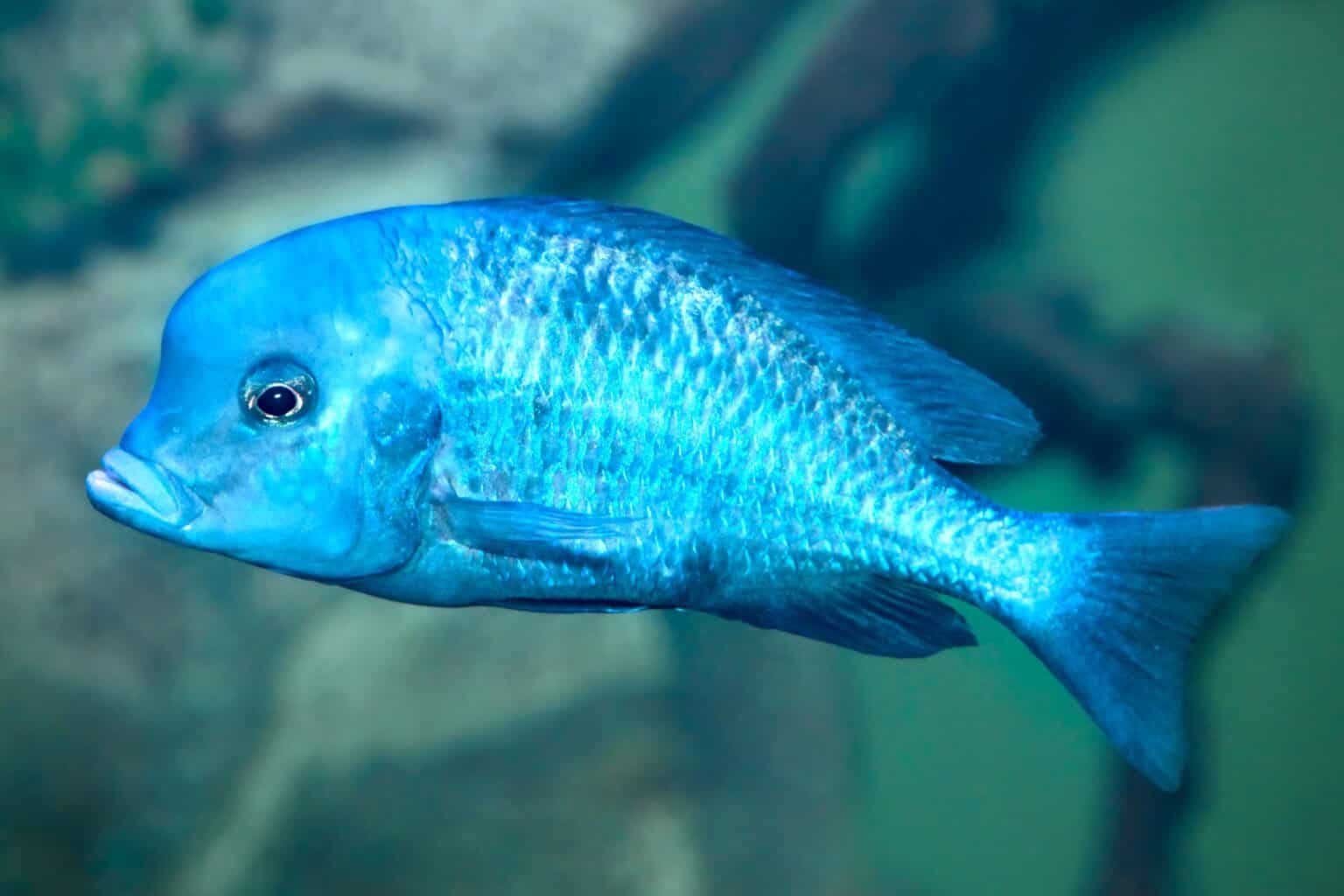 32 Types of Fish With Big Foreheads