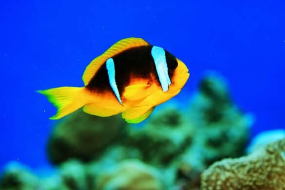 Blue Clownfish: Uncover the Mystery Behind This Rare Fish!