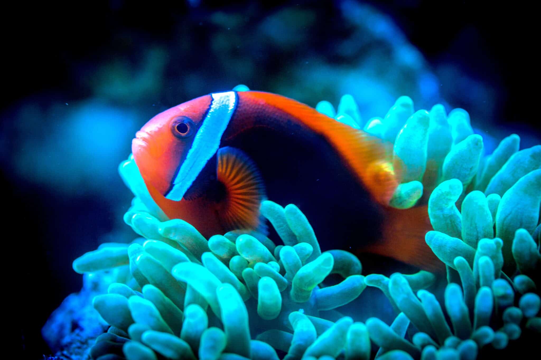 Blue Clownfish: Uncover the Mystery Behind This Rare Fish!