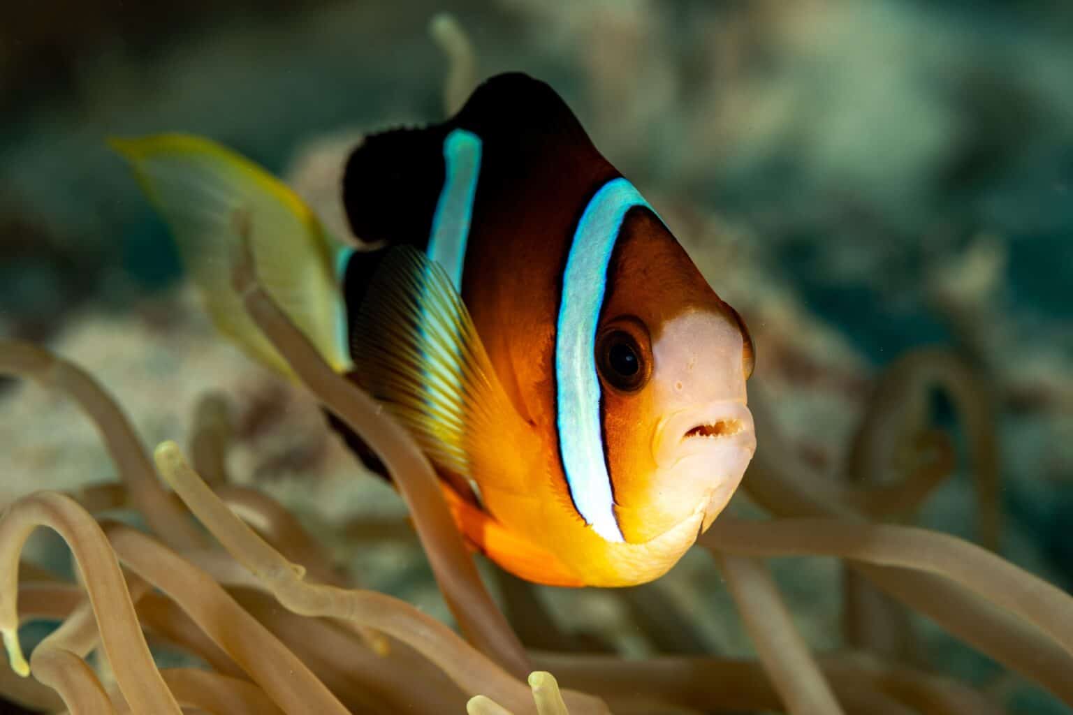 Blue Clownfish: Uncover the Mystery Behind This Rare Fish!