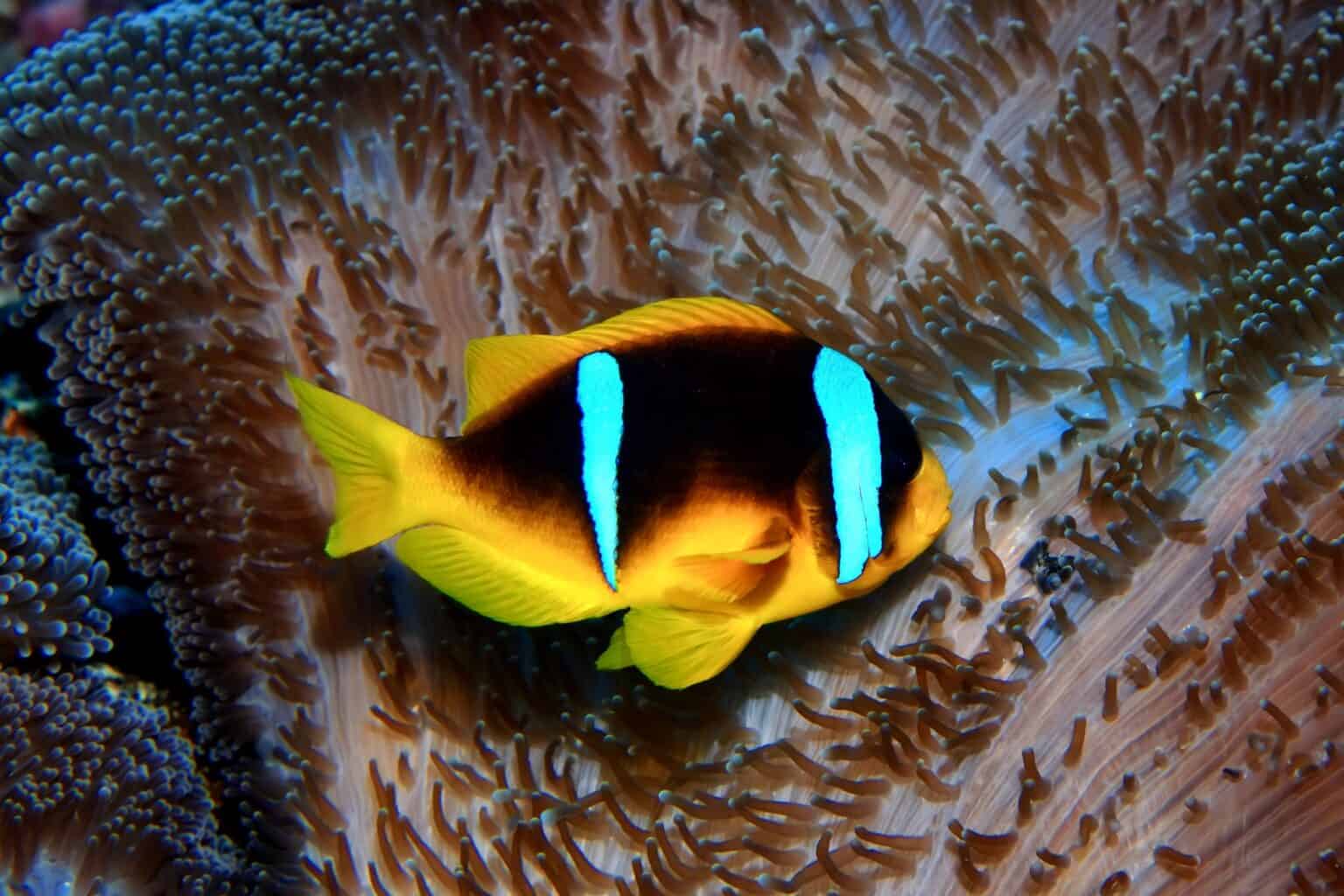 Blue Clownfish: Uncover the Mystery Behind This Rare Fish!