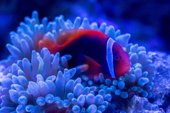 17 Types of Fish From Finding Nemo