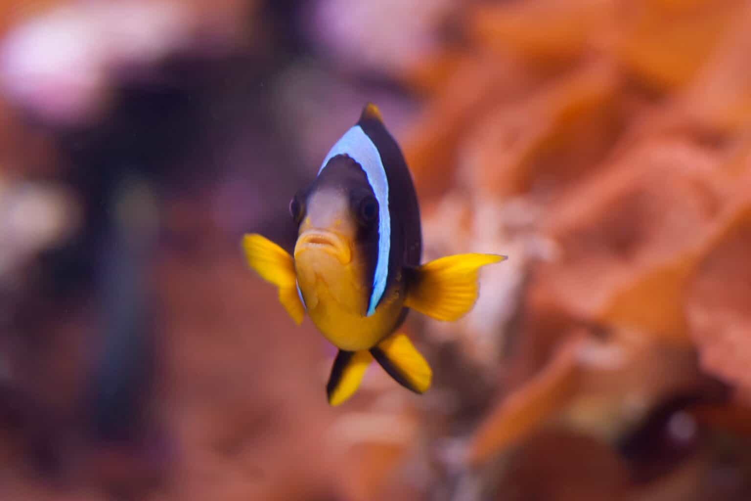 Blue Clownfish: Uncover the Mystery Behind This Rare Fish!