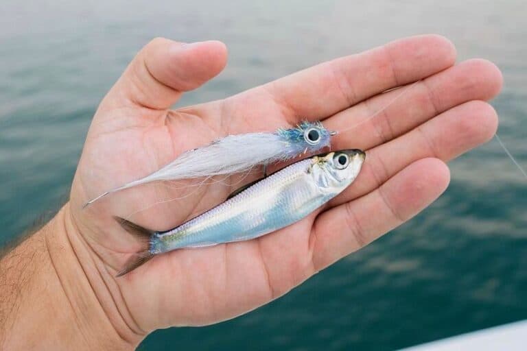 8 Different Types of Shad