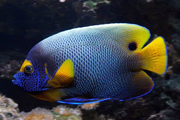 27 Most Popular Types of Saltwater Angelfish