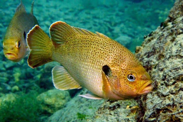 41 Types of Fish With Fins and Scales