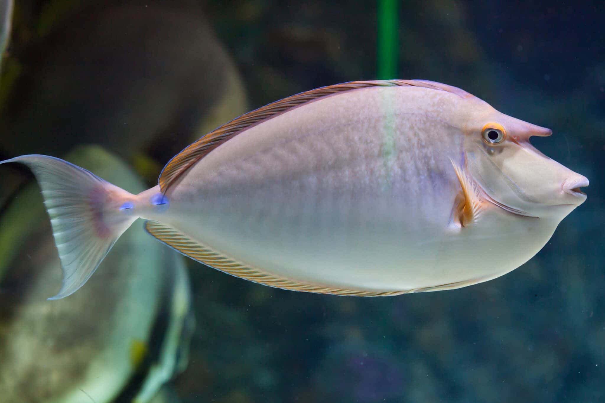 32 Types of Fish With Big Foreheads