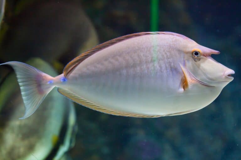 32 Types of Fish With Big Foreheads