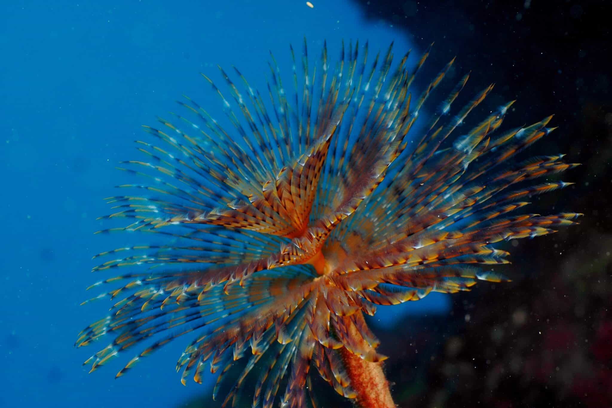 Facts About Bristle Worms (A Complete Guide)