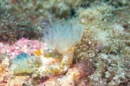 Facts About Bristle Worms (A Complete Guide)