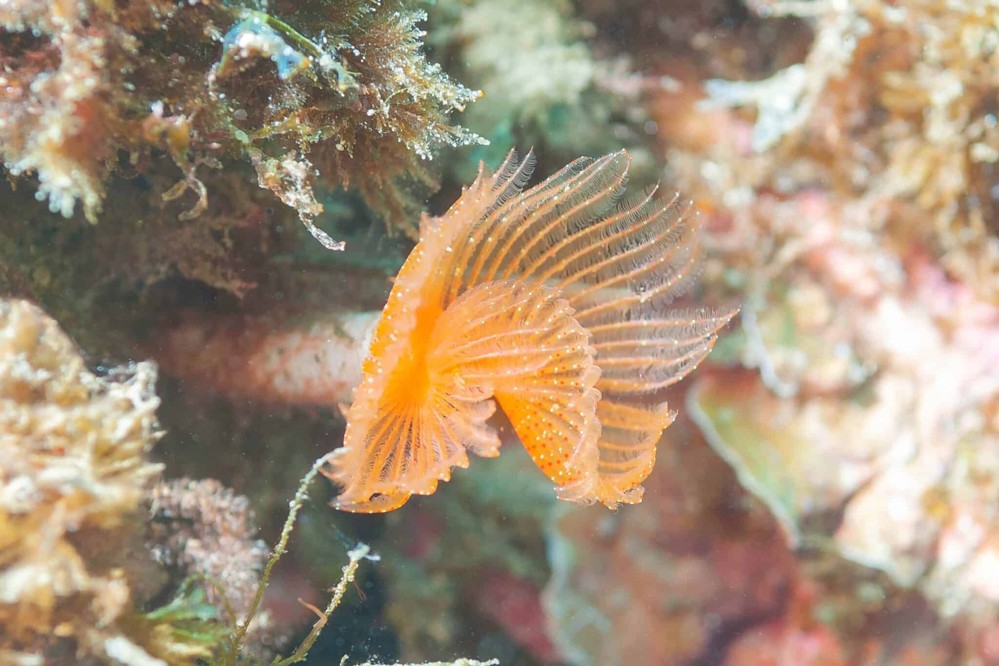 Facts About Bristle Worms (A Complete Guide)