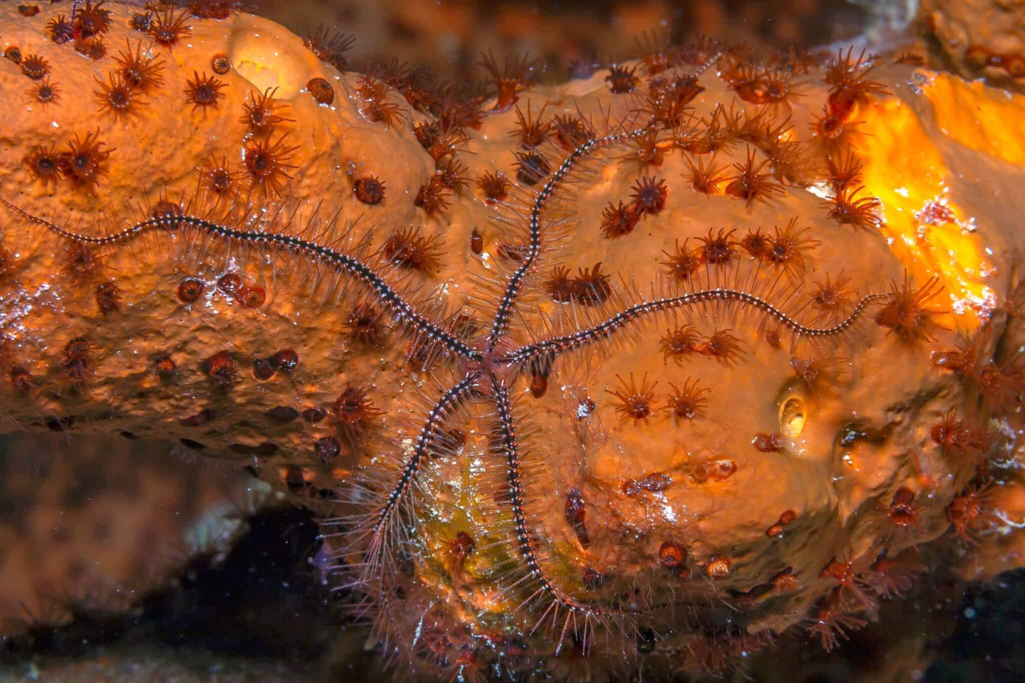 Serpent Starfish: Species Profile, Facts & Pictures