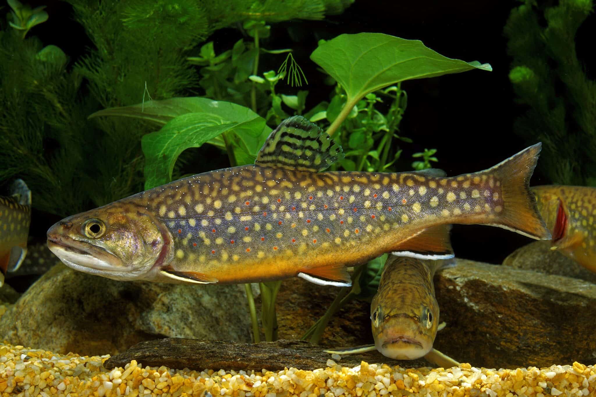 What Do Trout Eat? (A Complete Guide to Trout Diet)
