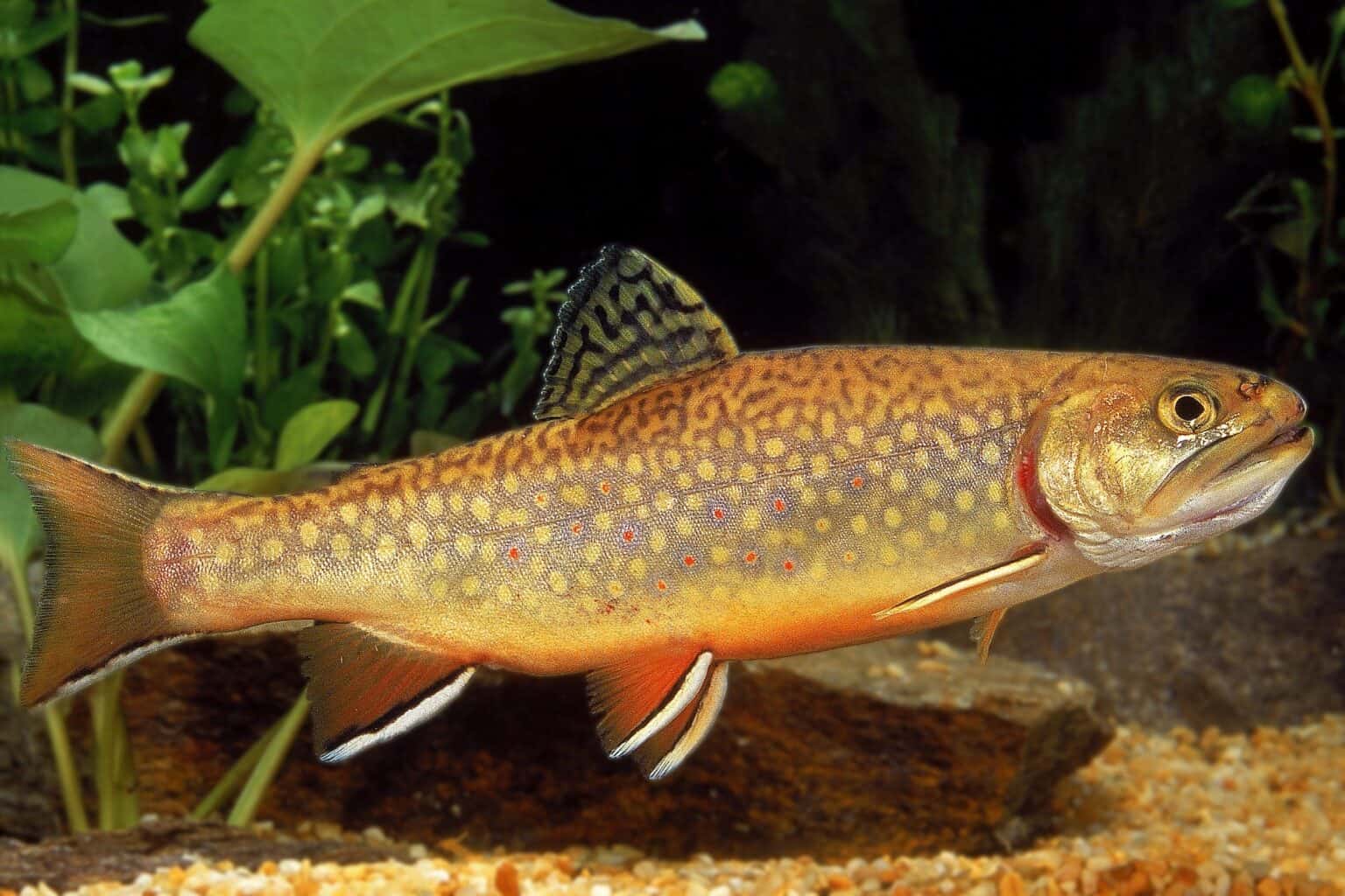 16 Types of Trout Species