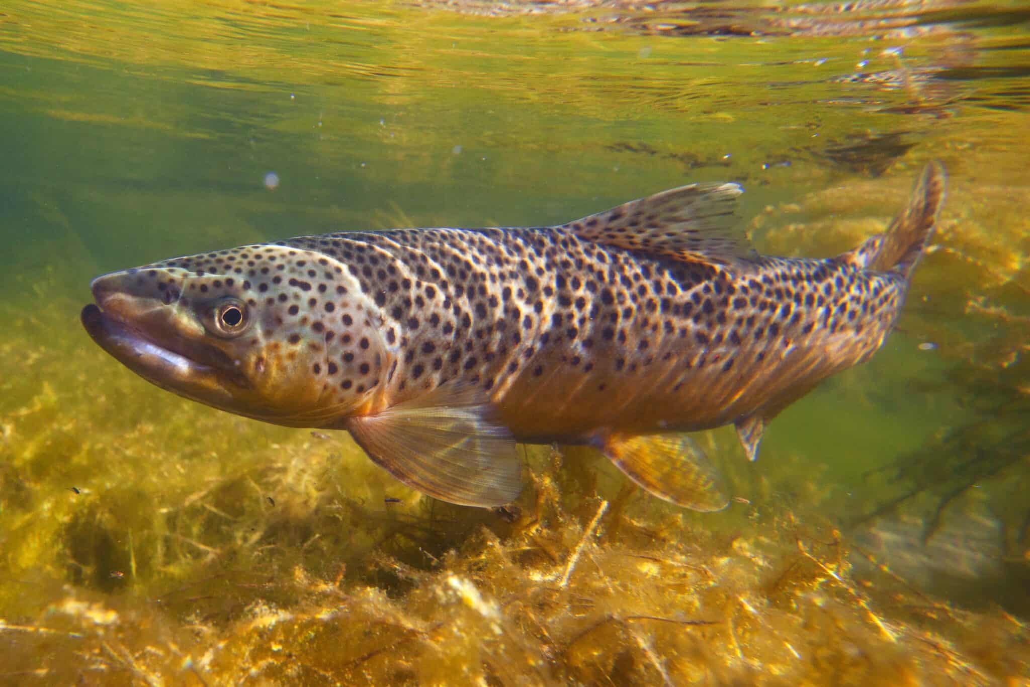 What Do Trout Eat? (A Complete Guide to Trout Diet)