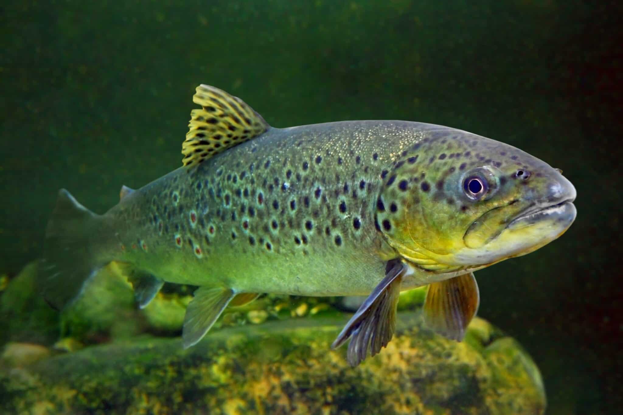 16 Types of Trout Species