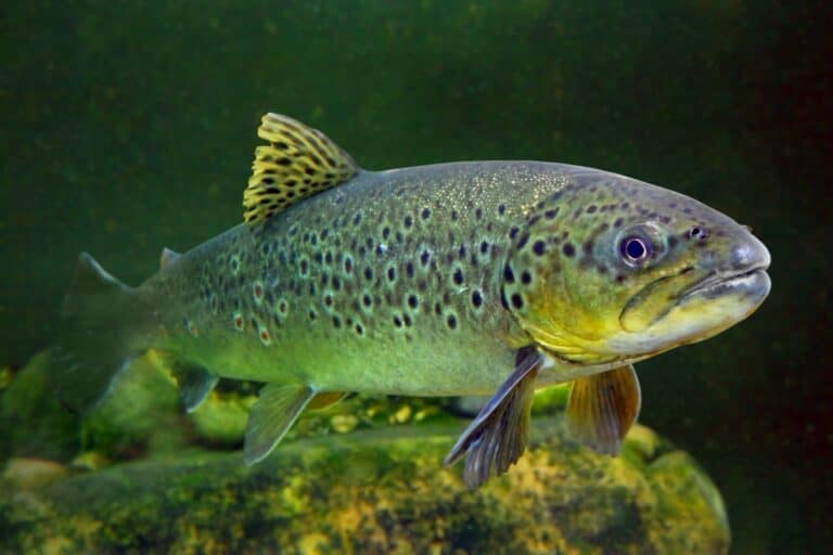 16 Types of Trout Species