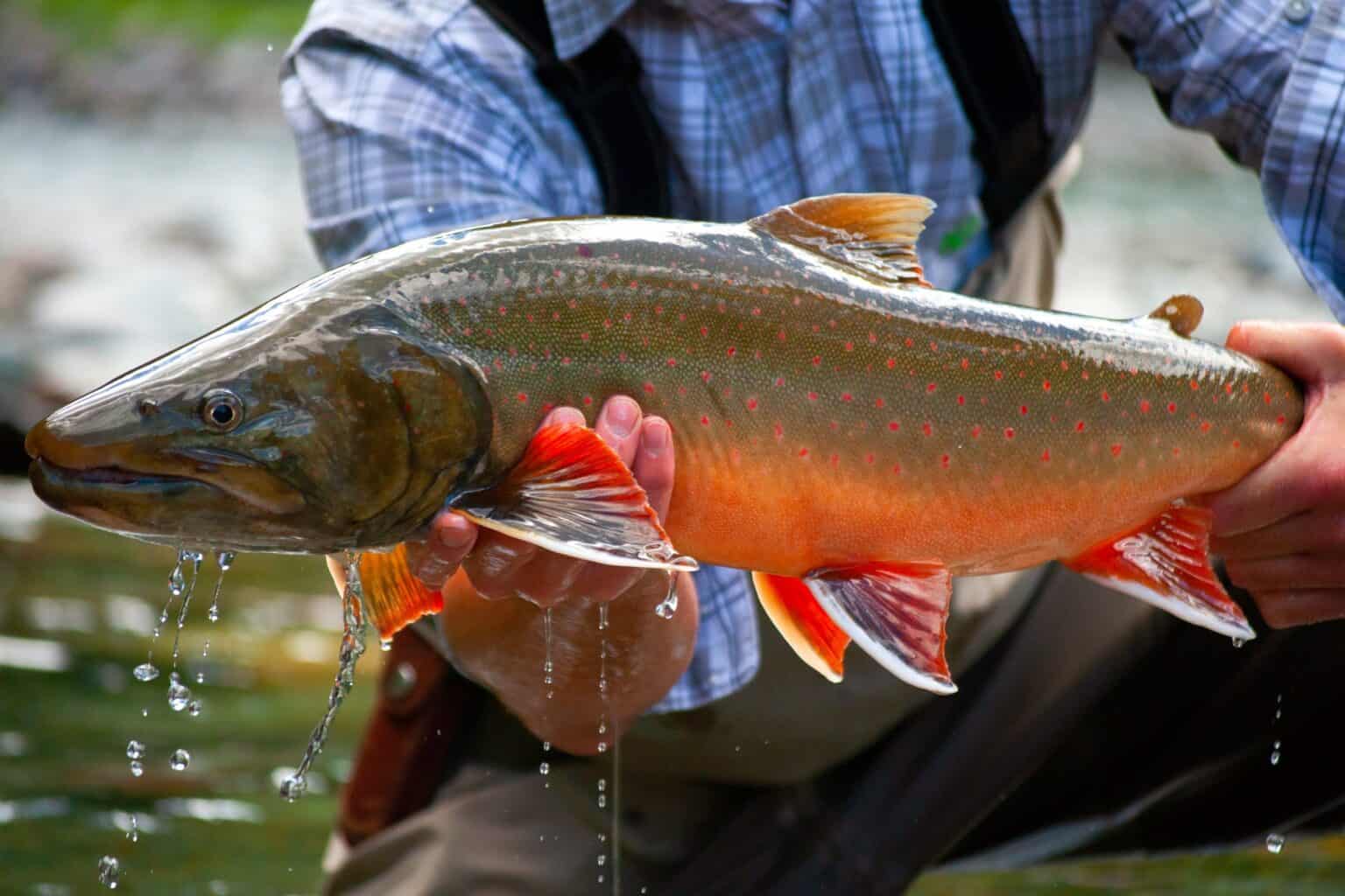 16 Types of Trout Species