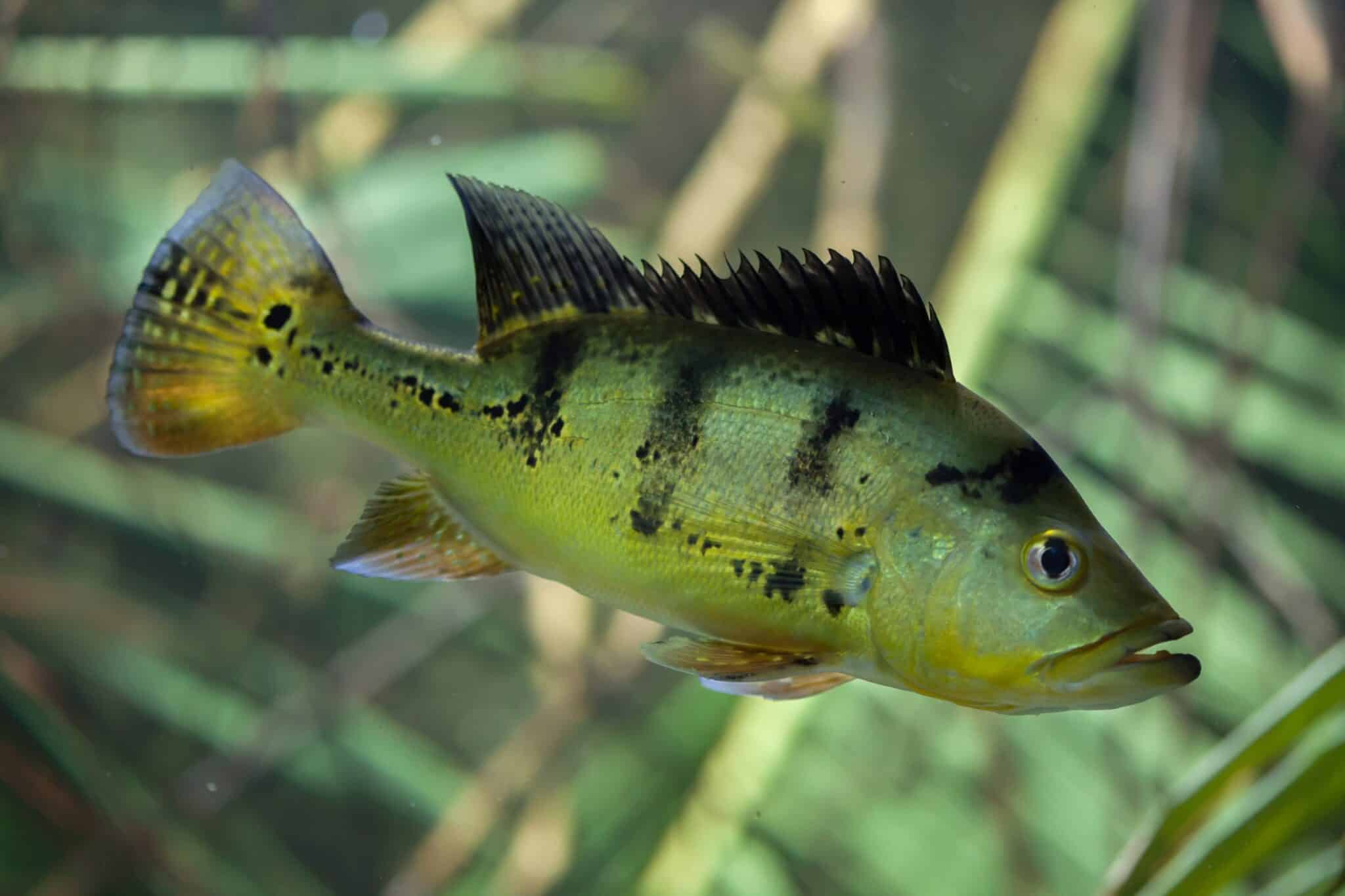11 Types of Bass in North America: Your Ultimate Guide