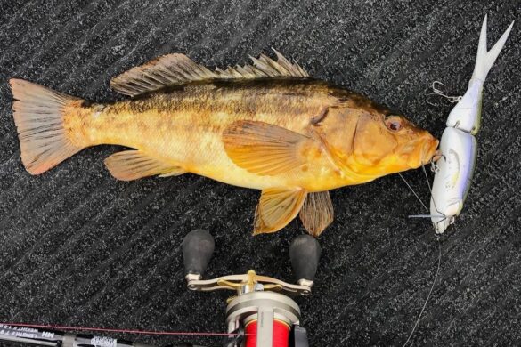 11 Types of Bass in North America: Your Ultimate Guide