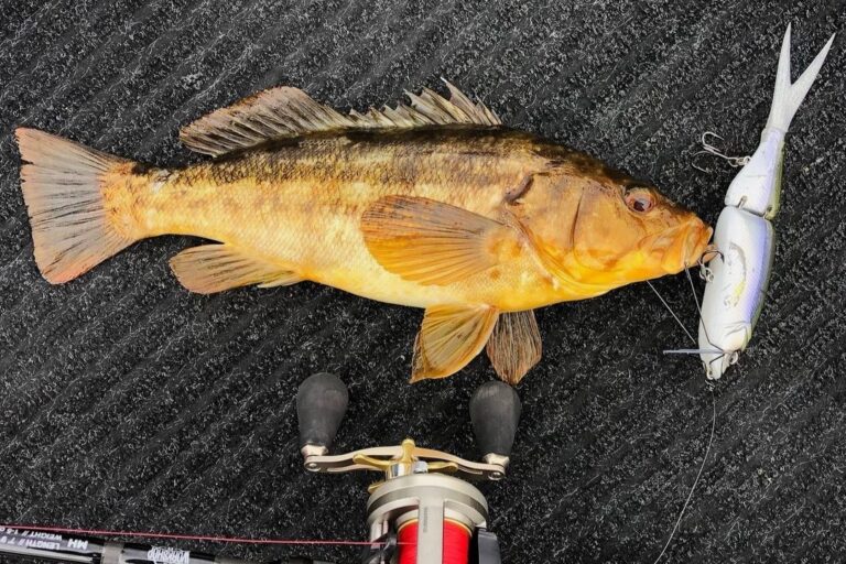 11 Types of Bass in North America: Your Ultimate Guide