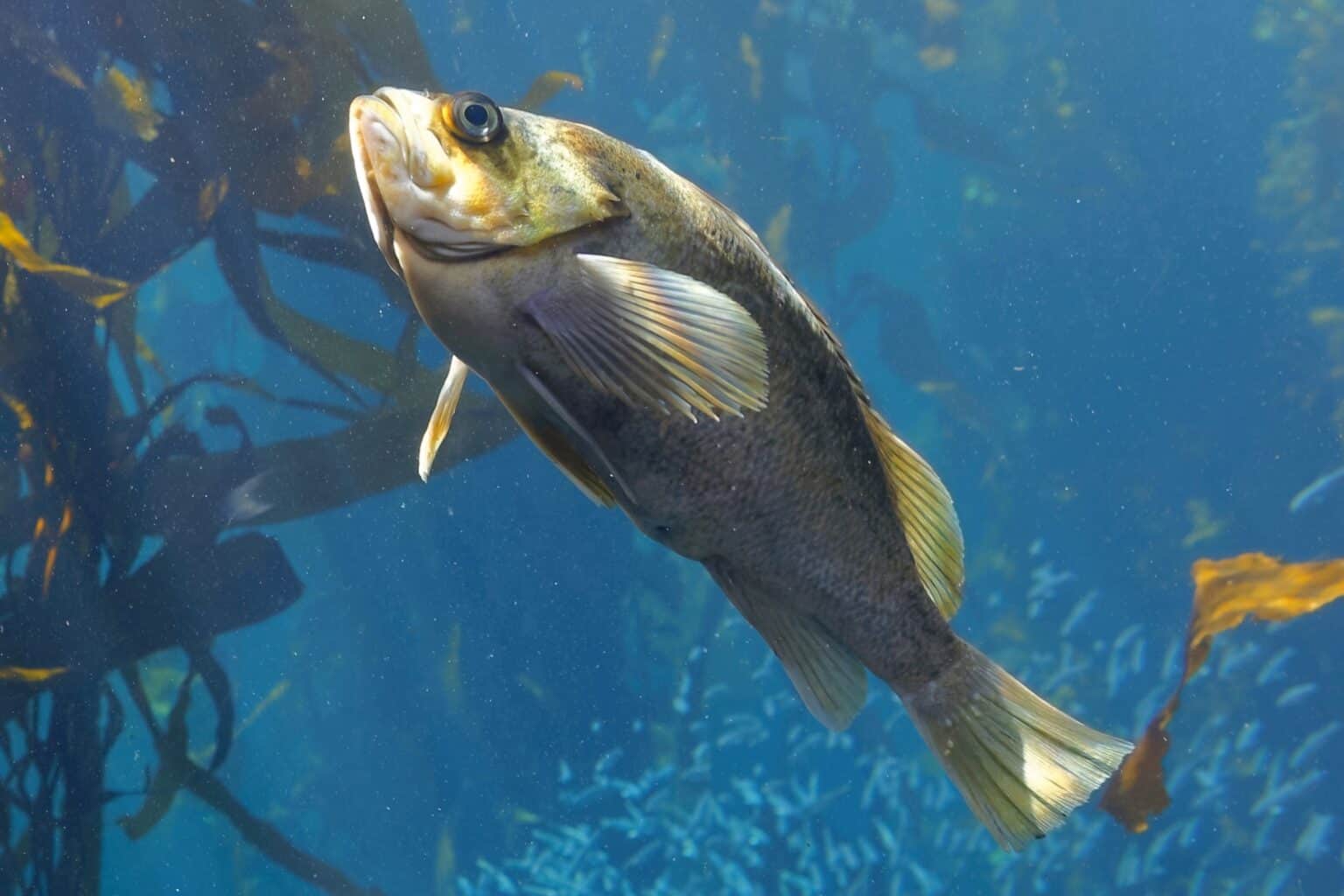 Calico Bass: Species Guide & How to Catch Them