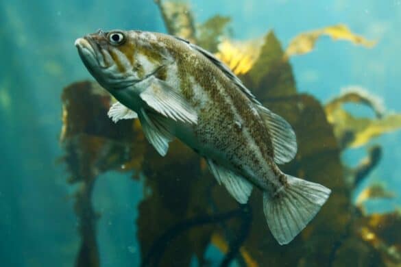 41 Most Popular Types of Saltwater Fish