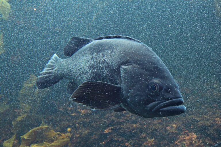 Calico Bass: Species Guide & How to Catch Them