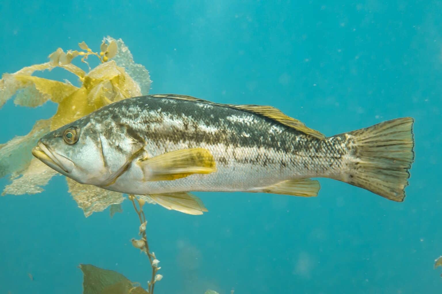 Calico Bass: Species Guide & How to Catch Them