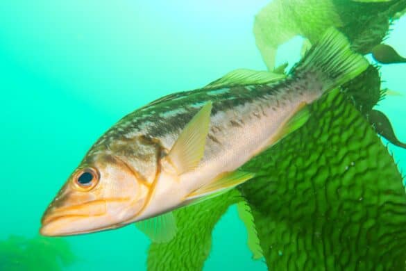 Calico Bass: Species Guide & How to Catch Them