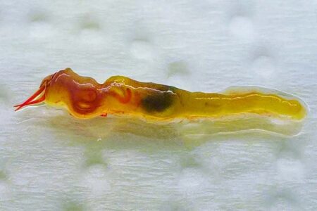 Worms in Fish Tank: How to Identify and Get Rid of Them