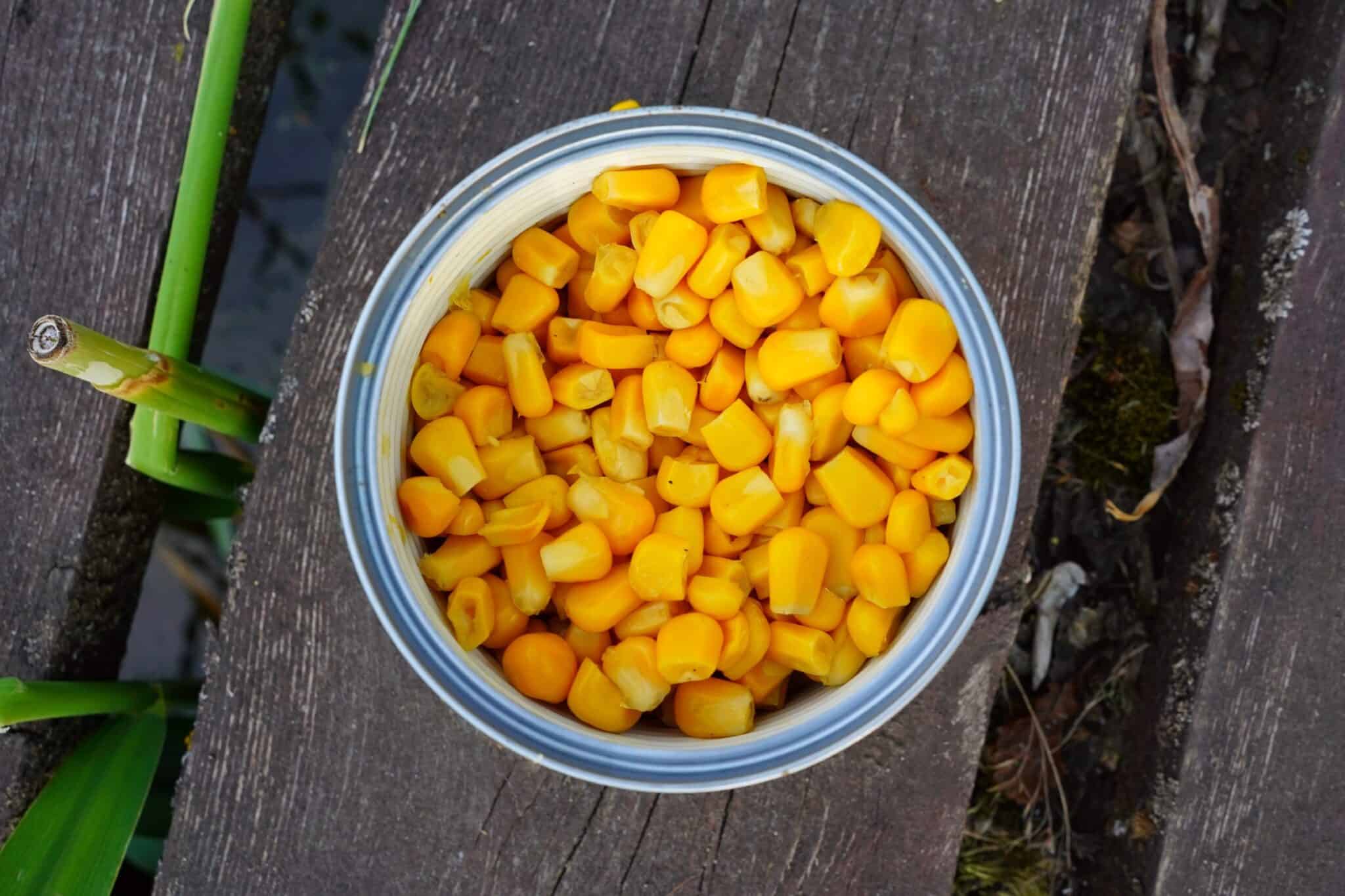 9 Best Baits for Rainbow Trout (& How to Fish Them)