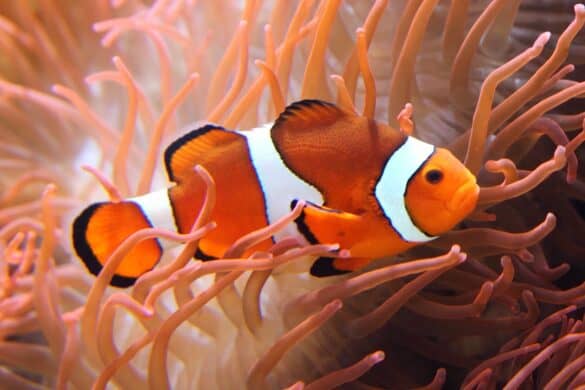 41 Types of Fish With Fins and Scales