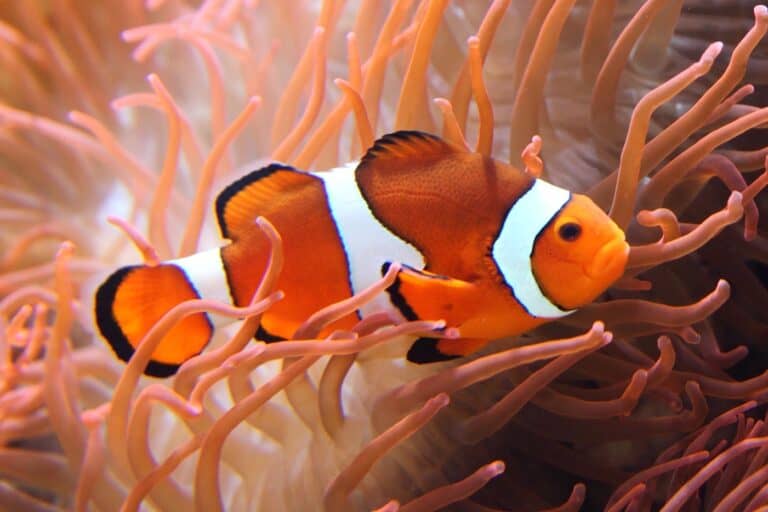 41 Types of Fish With Fins and Scales