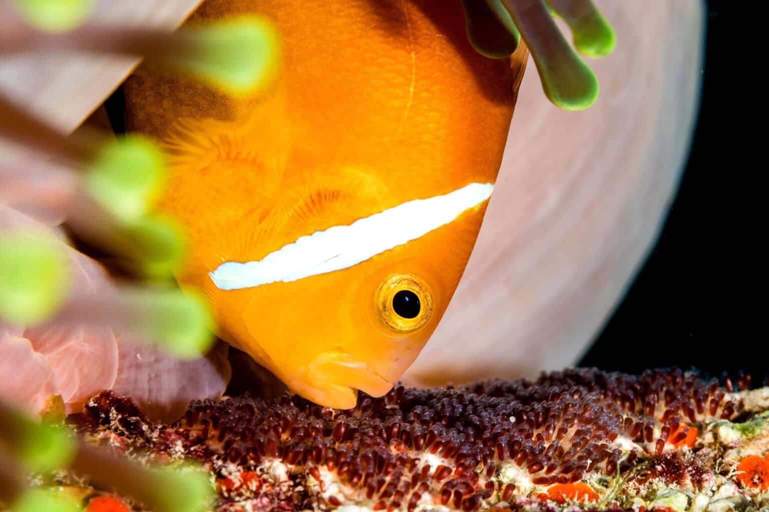 Clownfish Eggs: Complete Guide to Breeding Clownfish