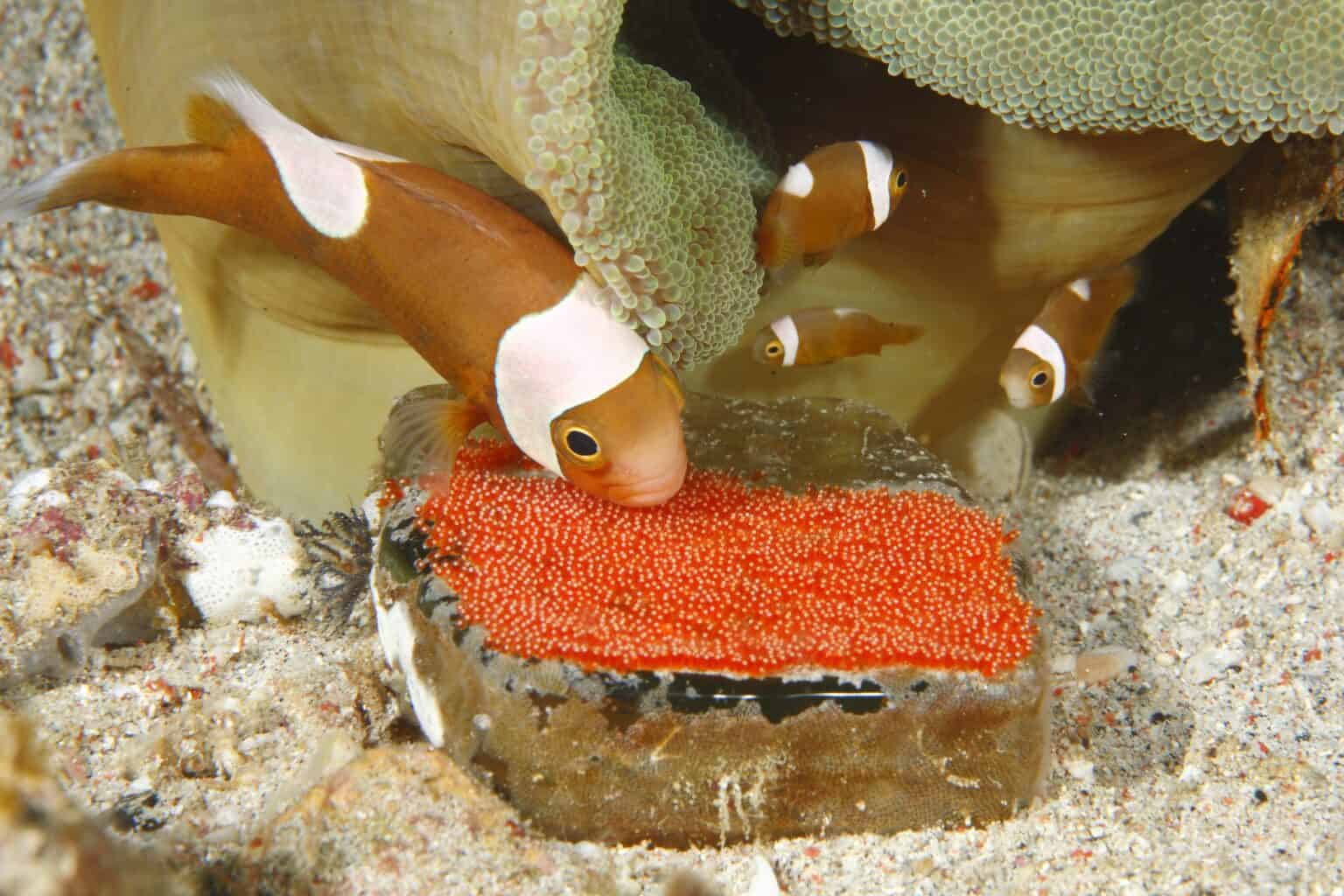 Clownfish Eggs: Complete Guide to Breeding Clownfish
