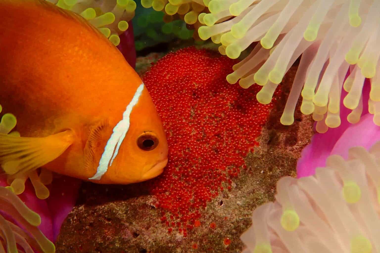 Clownfish Eggs: Complete Guide to Breeding Clownfish