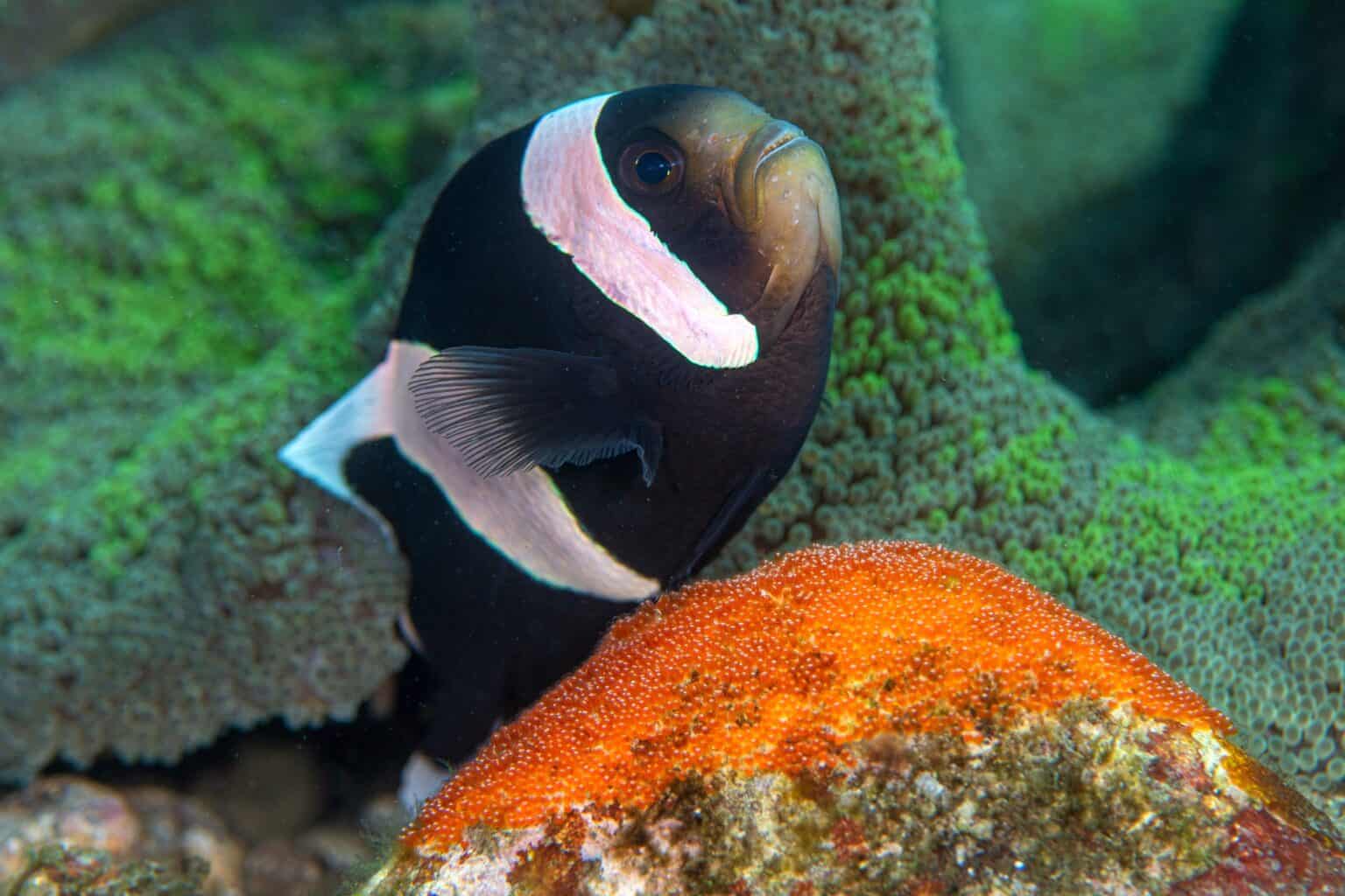 Clownfish Eggs: Complete Guide to Breeding Clownfish