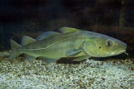 41 Types of Fish With Fins and Scales