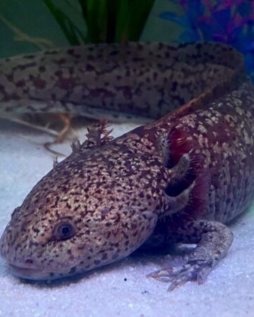 Axolotl Colors: 17 Types of Axolotl Morphs (With Photos)