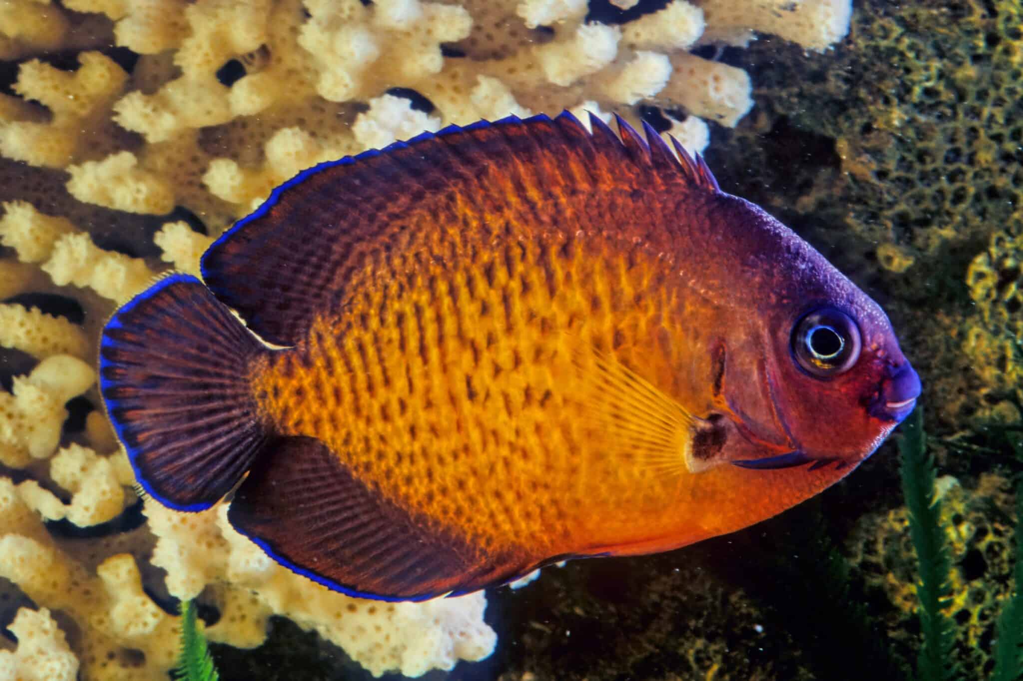 27 Most Popular Types of Saltwater Angelfish
